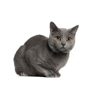 Chartreux - Race de chat - Yummypets
