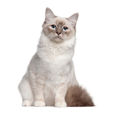 Birman - Yummypets